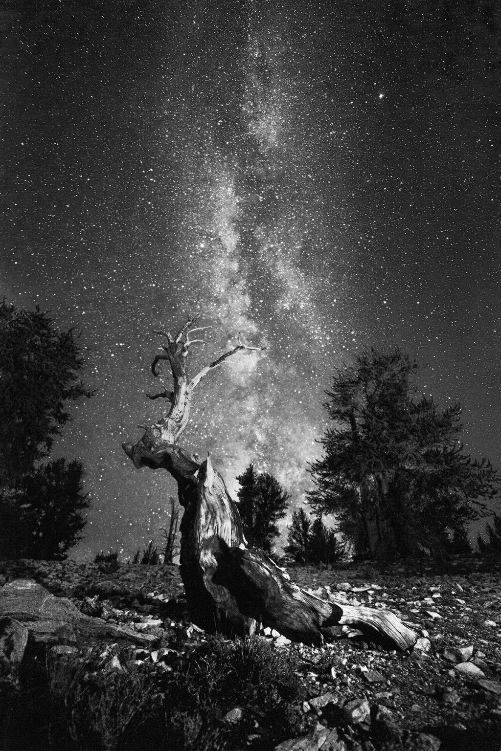 Got Tree – Deep Sky Colors